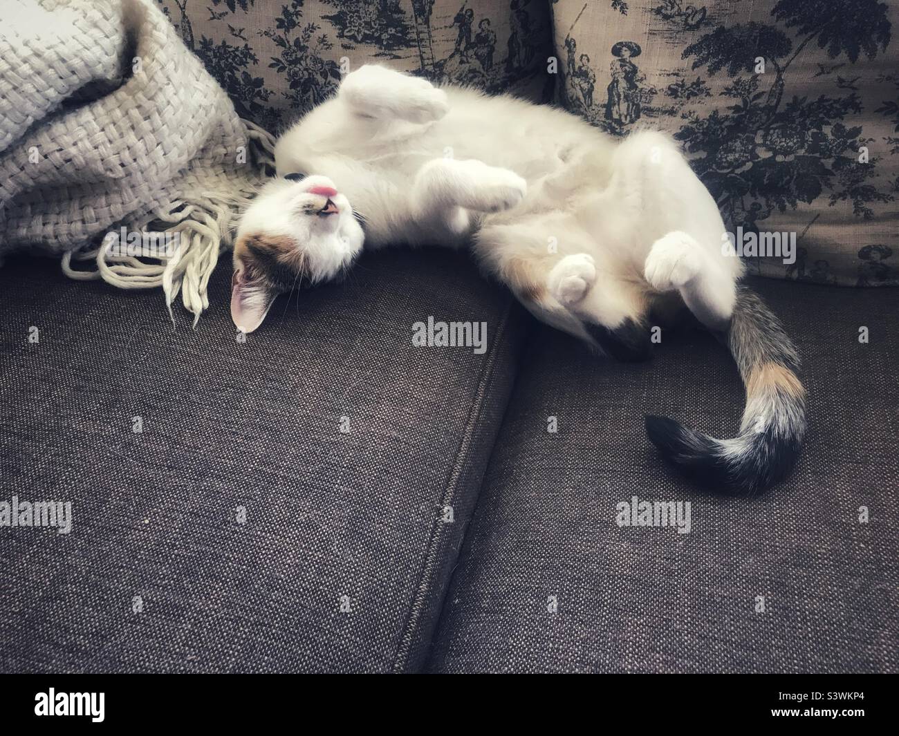 Pink tongue -Fotos und -Bildmaterial in hoher Auflösung – Alamy