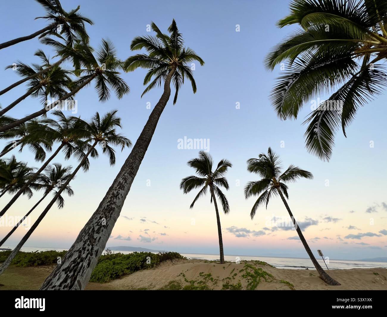 Palmen strand -Fotos und -Bildmaterial in hoher Auflösung – Alamy