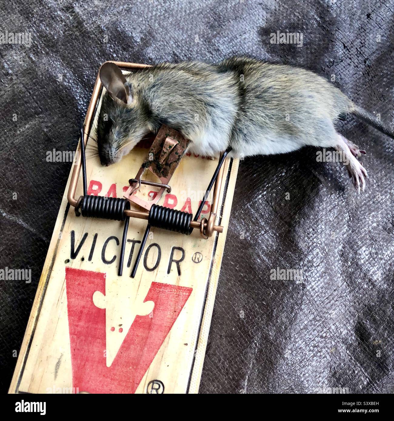 Ratte tot in der falle -Fotos und -Bildmaterial in hoher Auflösung – Alamy