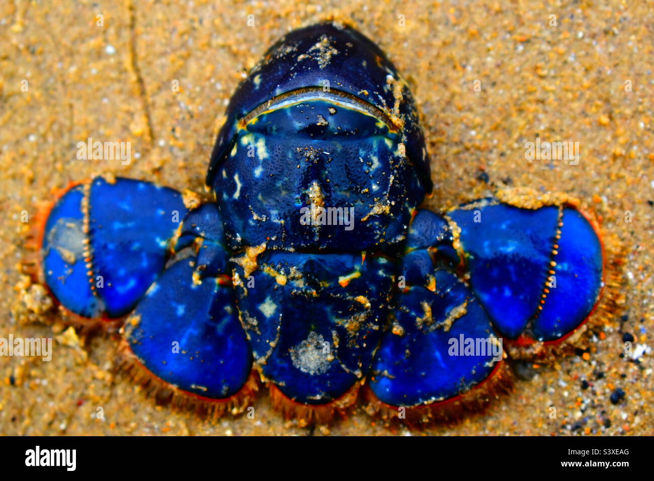 Der blaue hummer -Fotos und -Bildmaterial in hoher Auflösung – Alamy