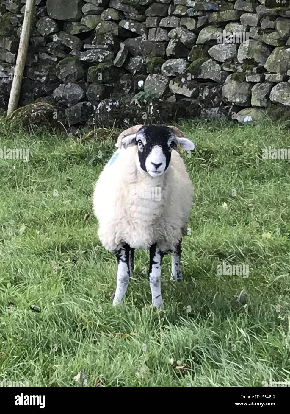 Lone sheep -Fotos und -Bildmaterial in hoher Auflösung – Alamy