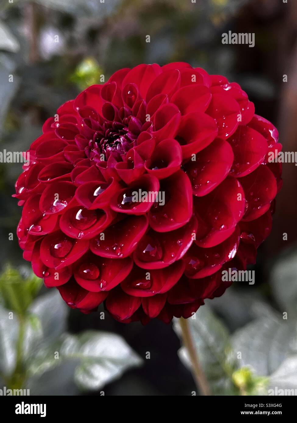 Red pompom dahlia -Fotos und -Bildmaterial in hoher Auflösung – Alamy