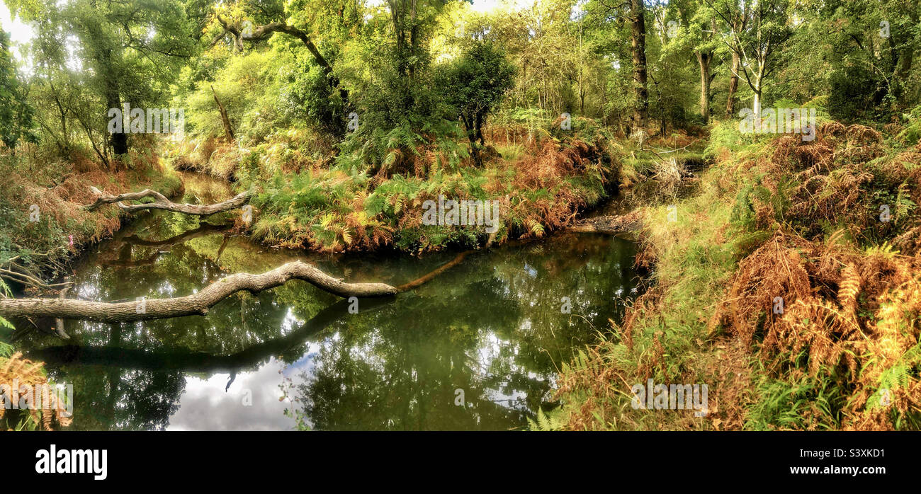 Neuer wald herbst 2022 -Fotos und -Bildmaterial in hoher Auflösung – Alamy