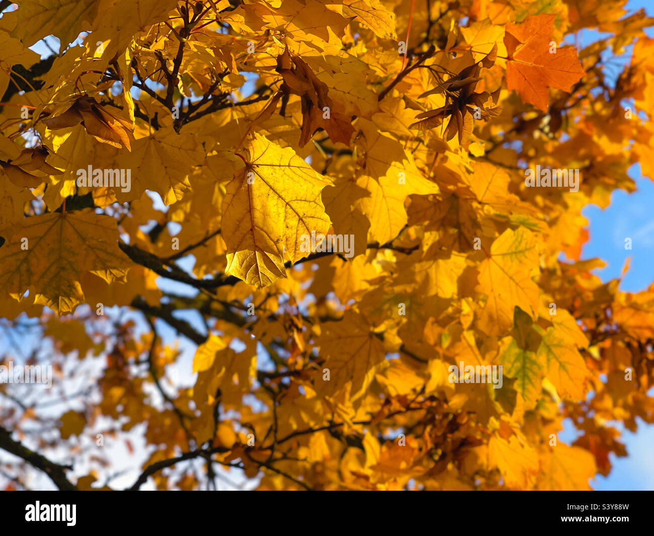 Golden tree -Fotos und -Bildmaterial in hoher Auflösung – Alamy