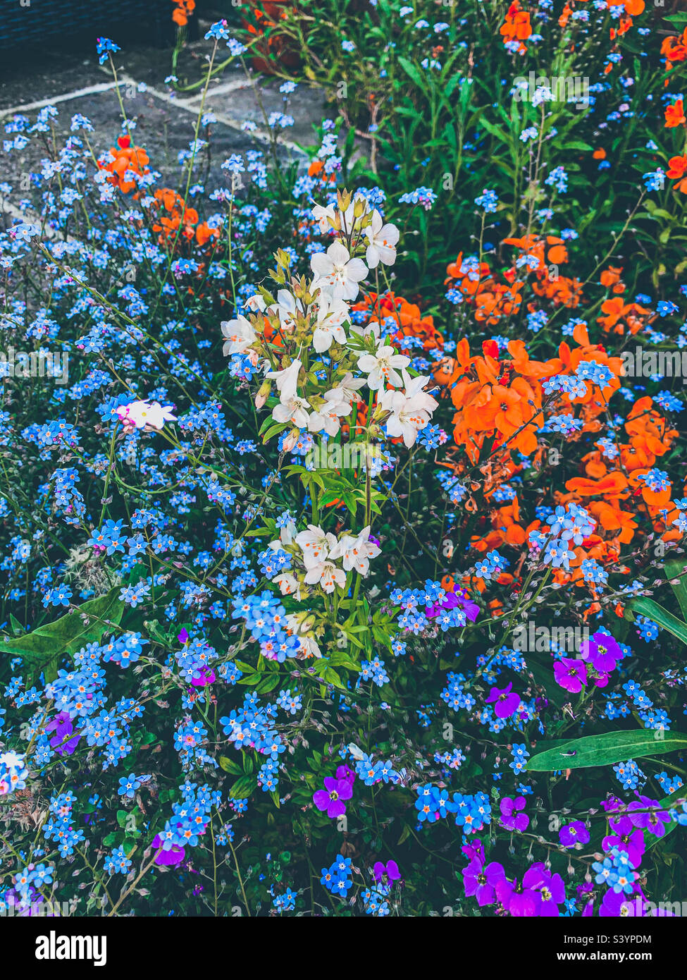Wildblumen in einem garten -Fotos und -Bildmaterial in hoher Auflösung ...