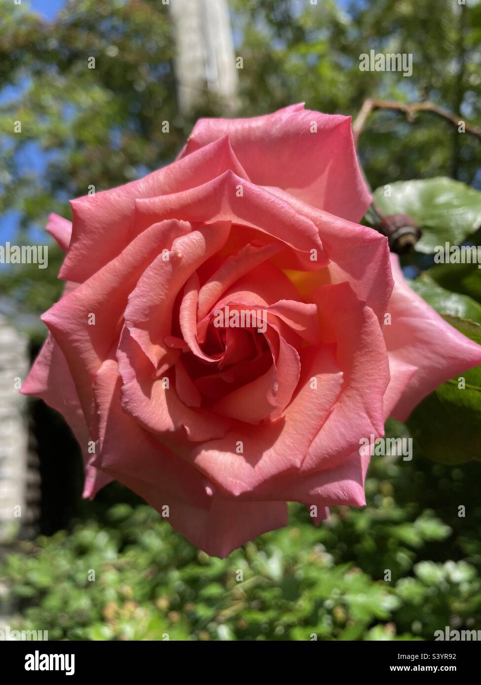 Schöne blütenblätter -Fotos und -Bildmaterial in hoher Auflösung – Alamy