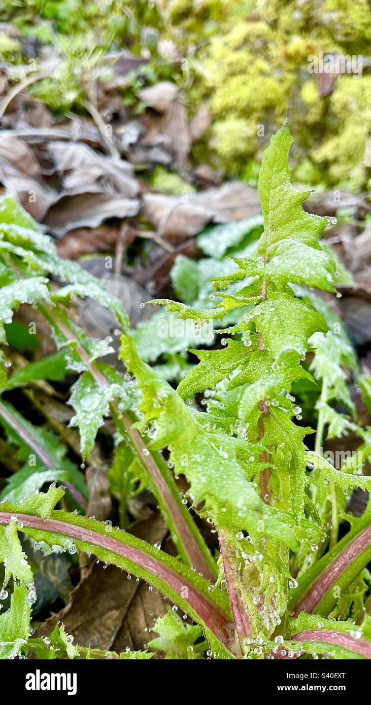 Frozen plants -Fotos und -Bildmaterial in hoher Auflösung – Alamy