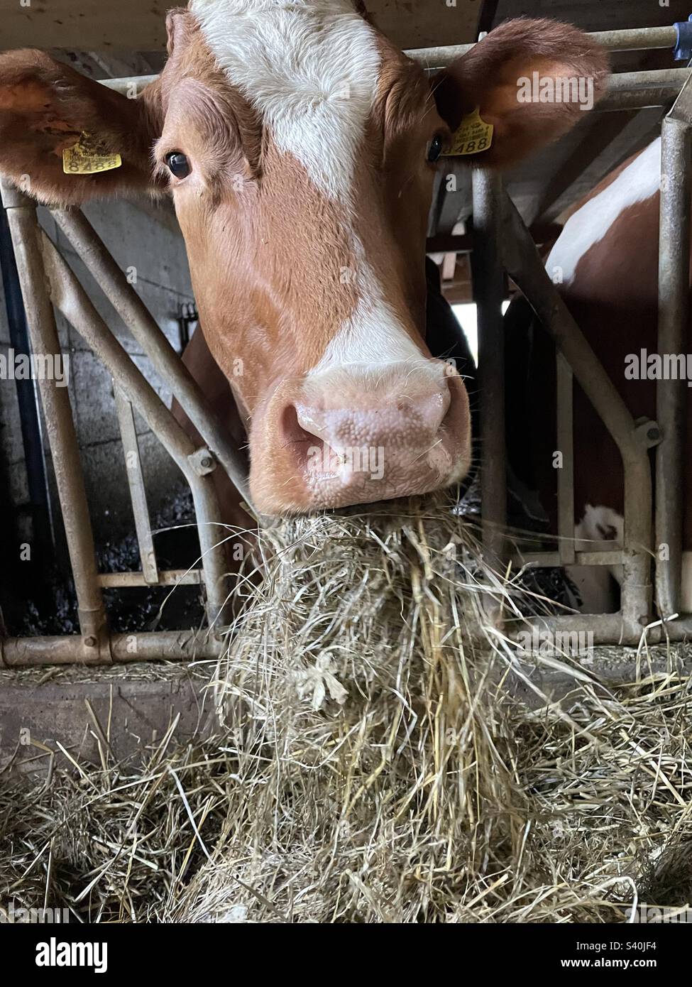 Kuh heu -Fotos und -Bildmaterial in hoher Auflösung – Alamy