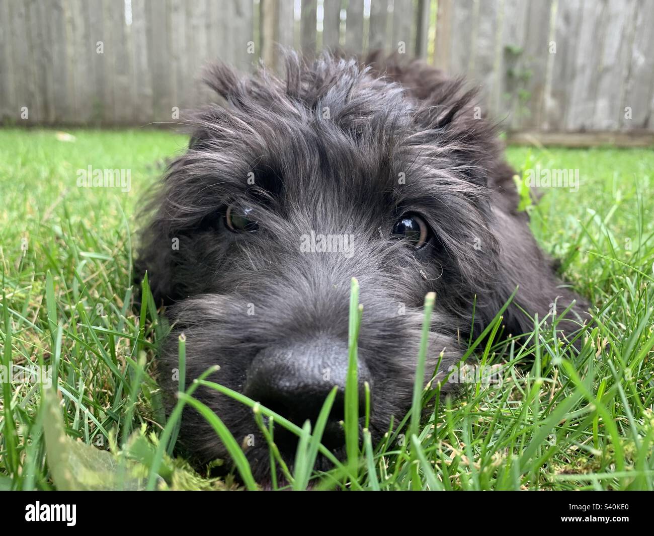 Labradoodle dog puppy -Fotos und -Bildmaterial in hoher Auflösung – Alamy
