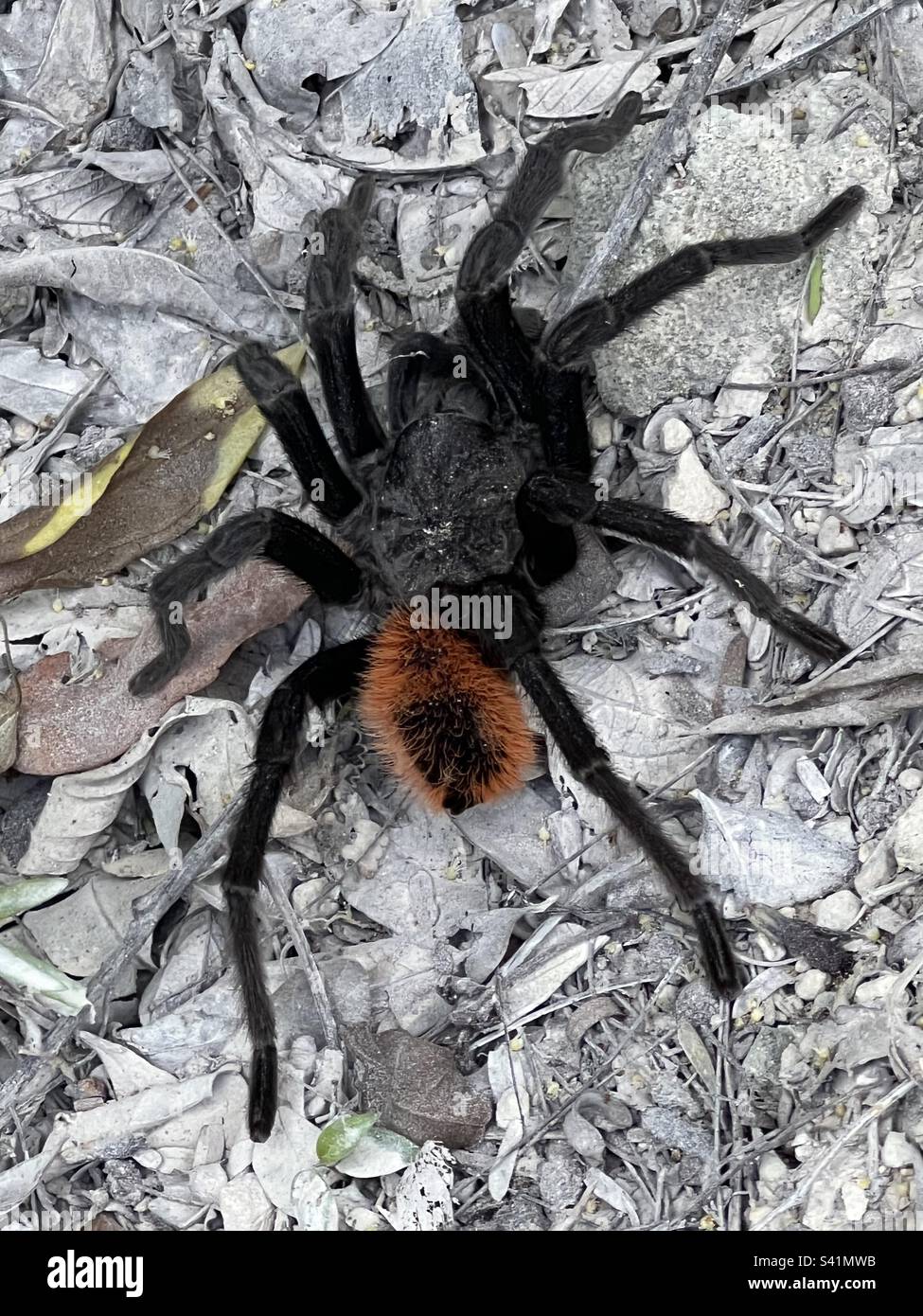 Dschungel tarantula -Fotos und -Bildmaterial in hoher Auflösung – Alamy
