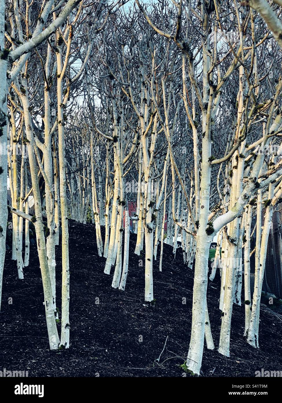 Weiße espenbäume -Fotos und -Bildmaterial in hoher Auflösung – Alamy