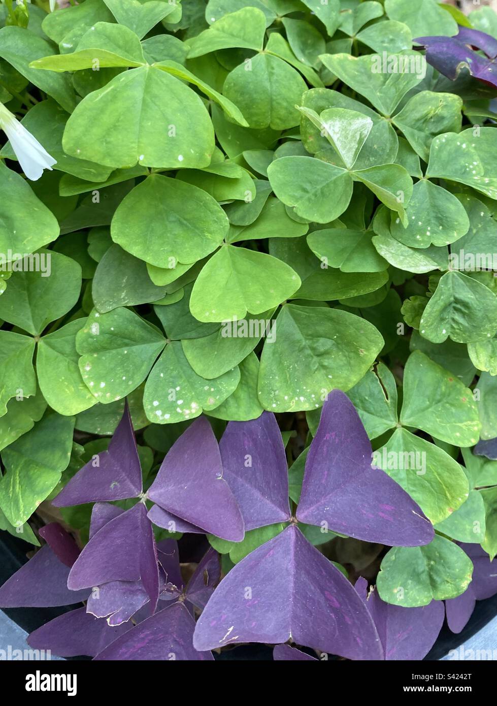 False shamrock -Fotos und -Bildmaterial in hoher Auflösung – Alamy