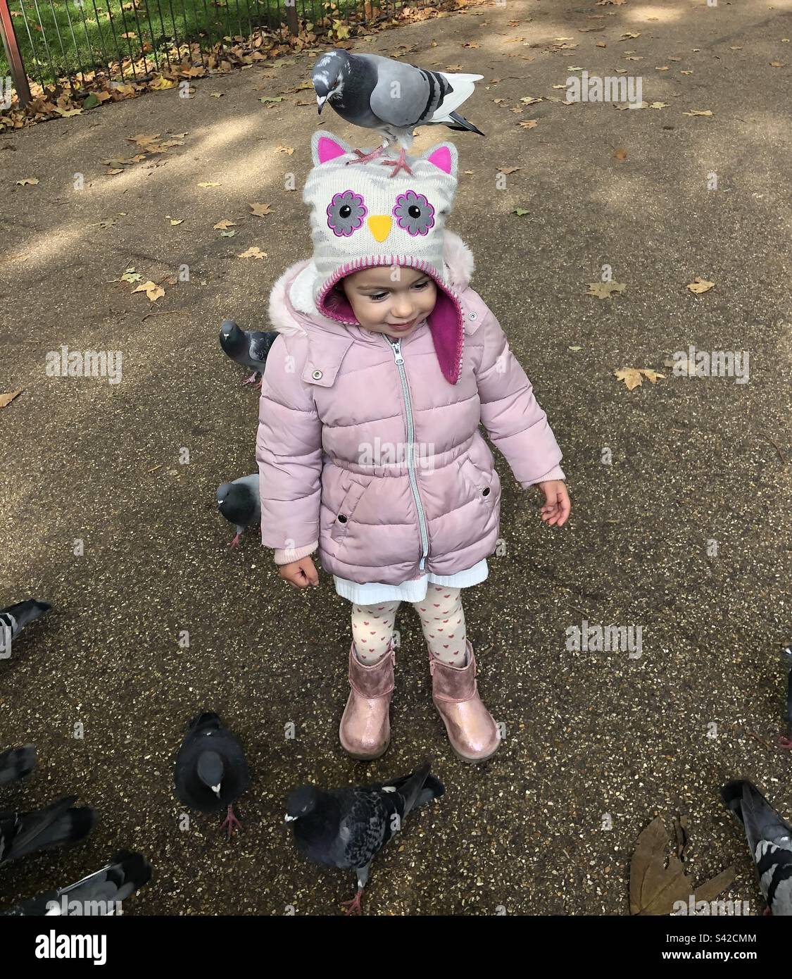 Lustige taube -Fotos und -Bildmaterial in hoher Auflösung – Alamy