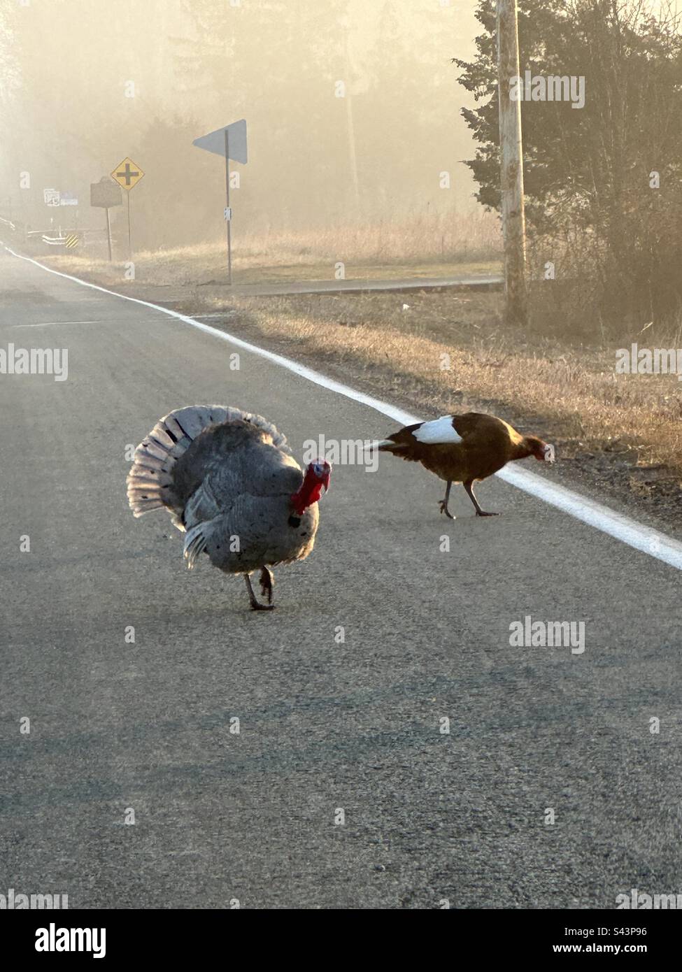 Leben truthahn -Fotos und -Bildmaterial in hoher Auflösung – Alamy
