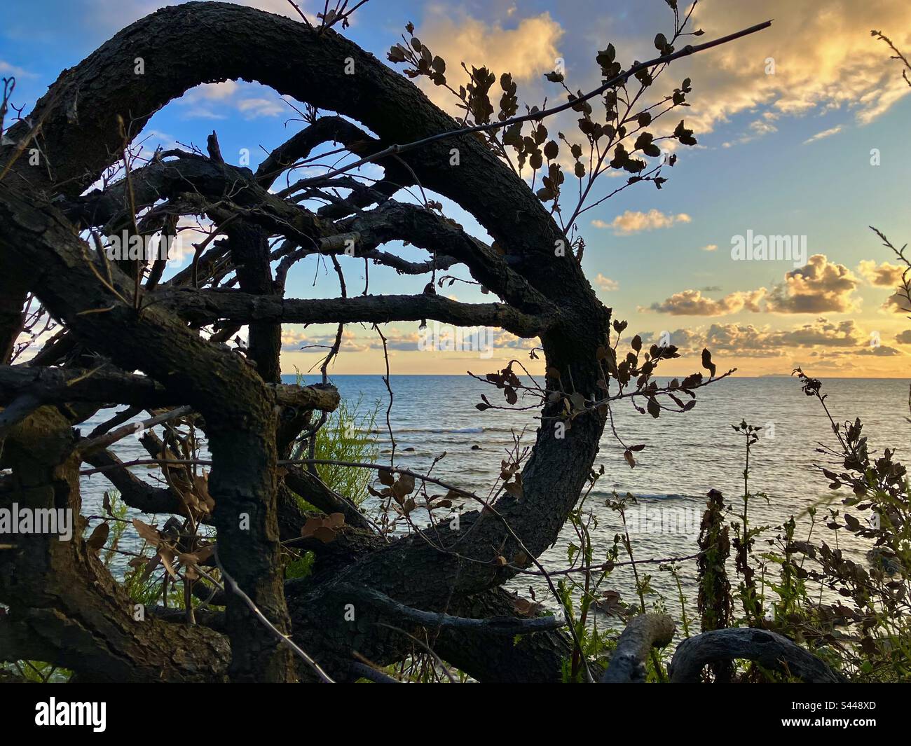 Sonnenuntergang am Strand von Fortullino durch die schiefen Äste eines ...