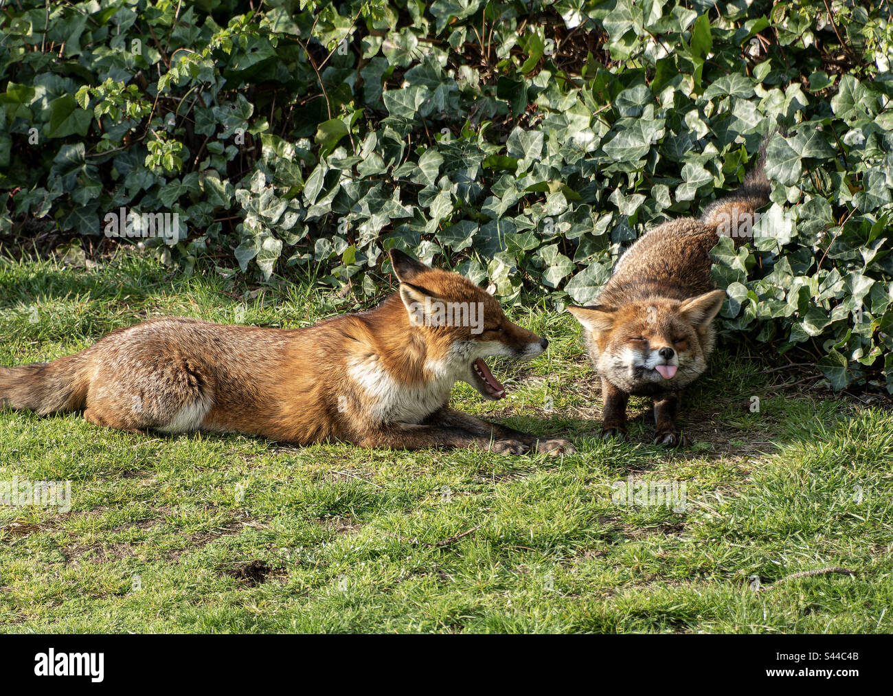 Fuchs mit der zunge raus -Fotos und -Bildmaterial in hoher Auflösung ...