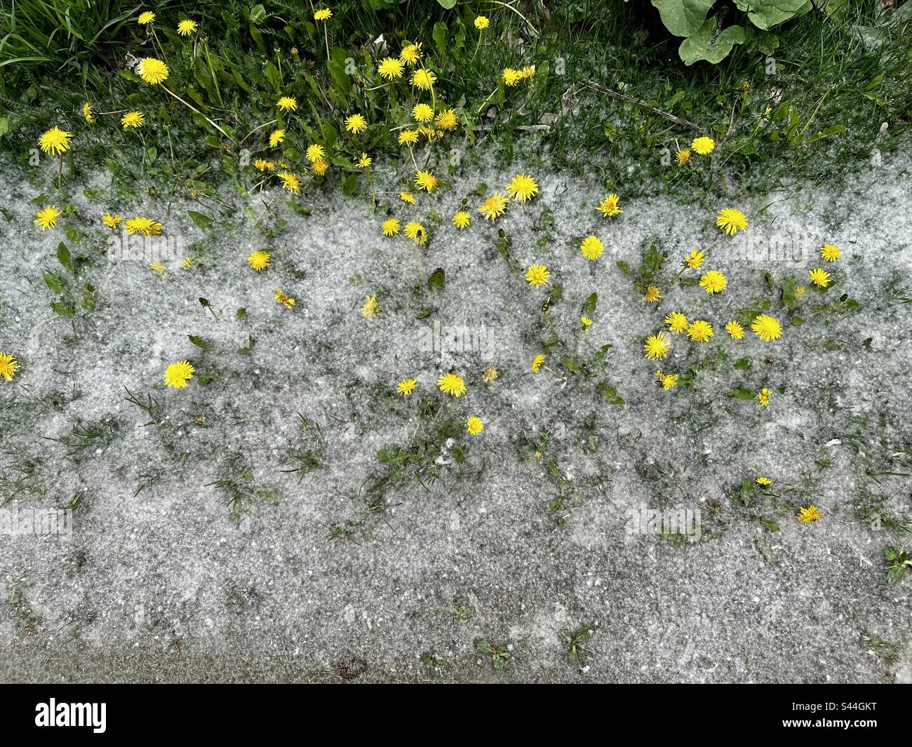 Samen pappel -Fotos und -Bildmaterial in hoher Auflösung – Alamy