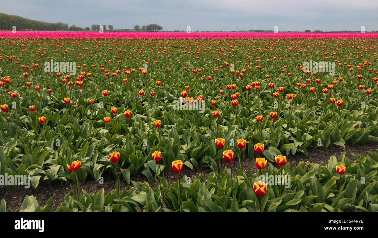 Feld aus orangefarbenen und roten Tulpen mit pinkfarbenen Tulpen im Hintergrund Stockfotografie ...