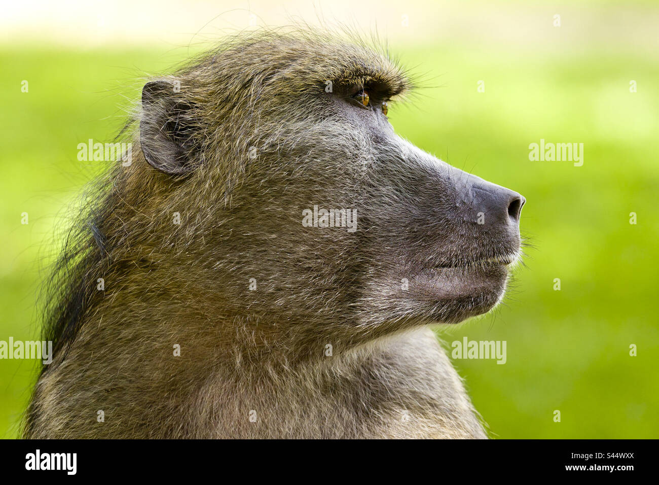 Profil eines pavians -Fotos und -Bildmaterial in hoher Auflösung – Alamy