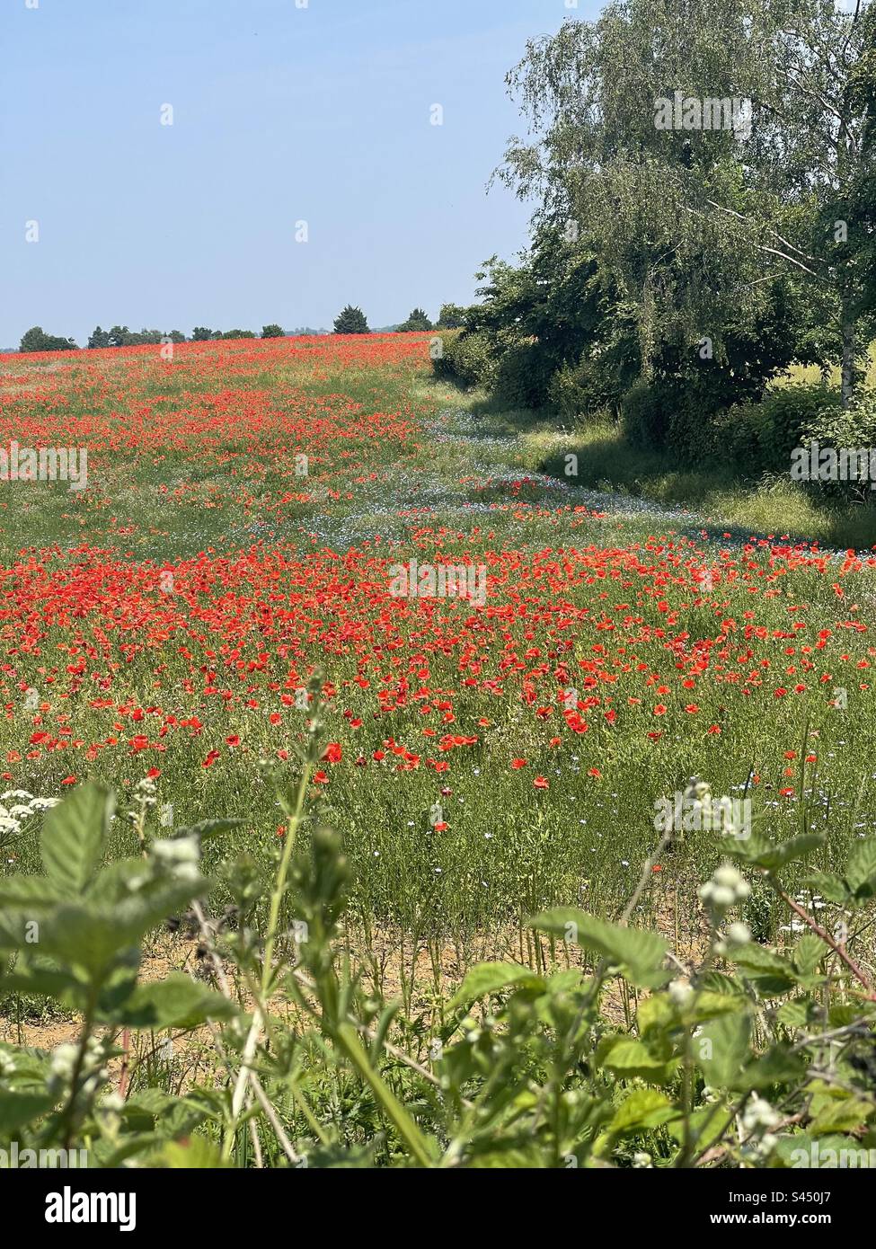 Viele mohnblumen -Fotos und -Bildmaterial in hoher Auflösung – Alamy