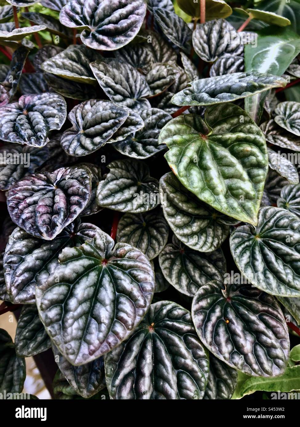 Radiator plant -Fotos und -Bildmaterial in hoher Auflösung – Alamy