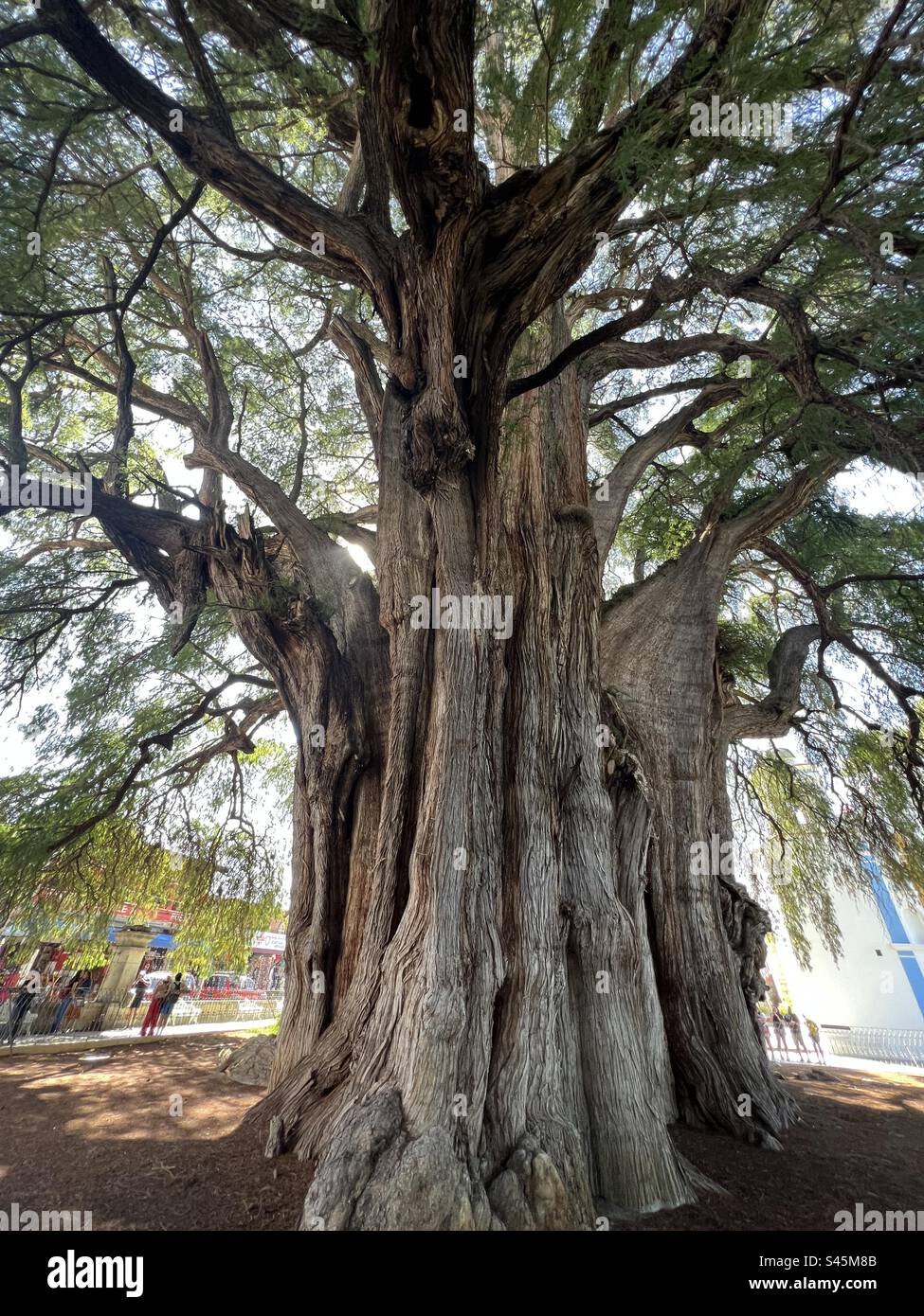 Der tule baum -Fotos und -Bildmaterial in hoher Auflösung – Alamy
