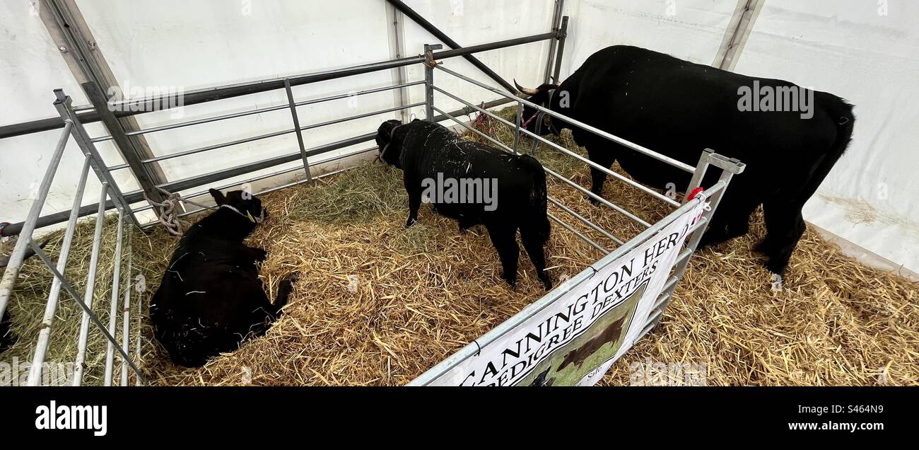 Dexter cattle show -Fotos und -Bildmaterial in hoher Auflösung – Alamy