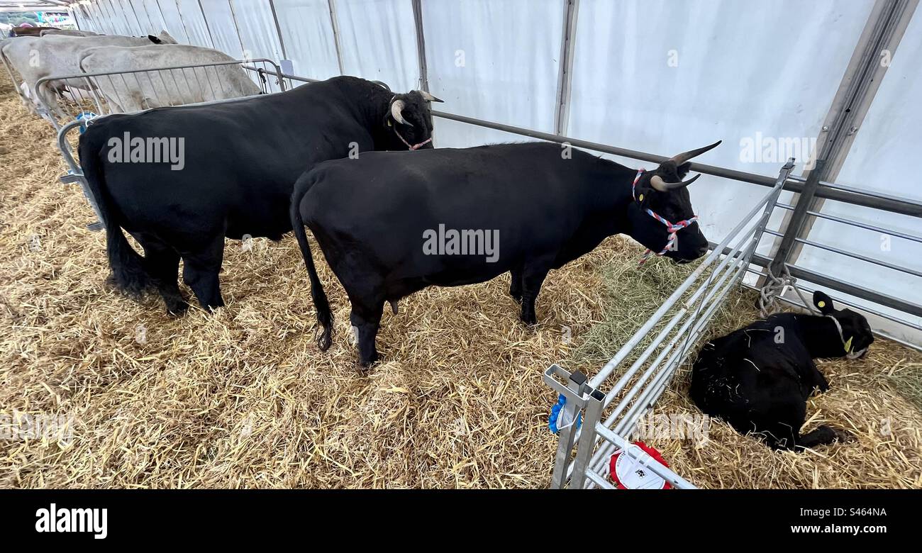 Dexter rinder -Fotos und -Bildmaterial in hoher Auflösung – Alamy