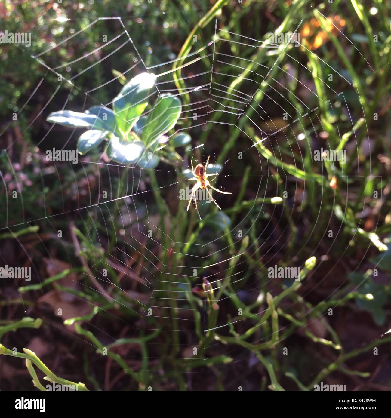 Spinnen seidenfalle -Fotos und -Bildmaterial in hoher Auflösung – Alamy