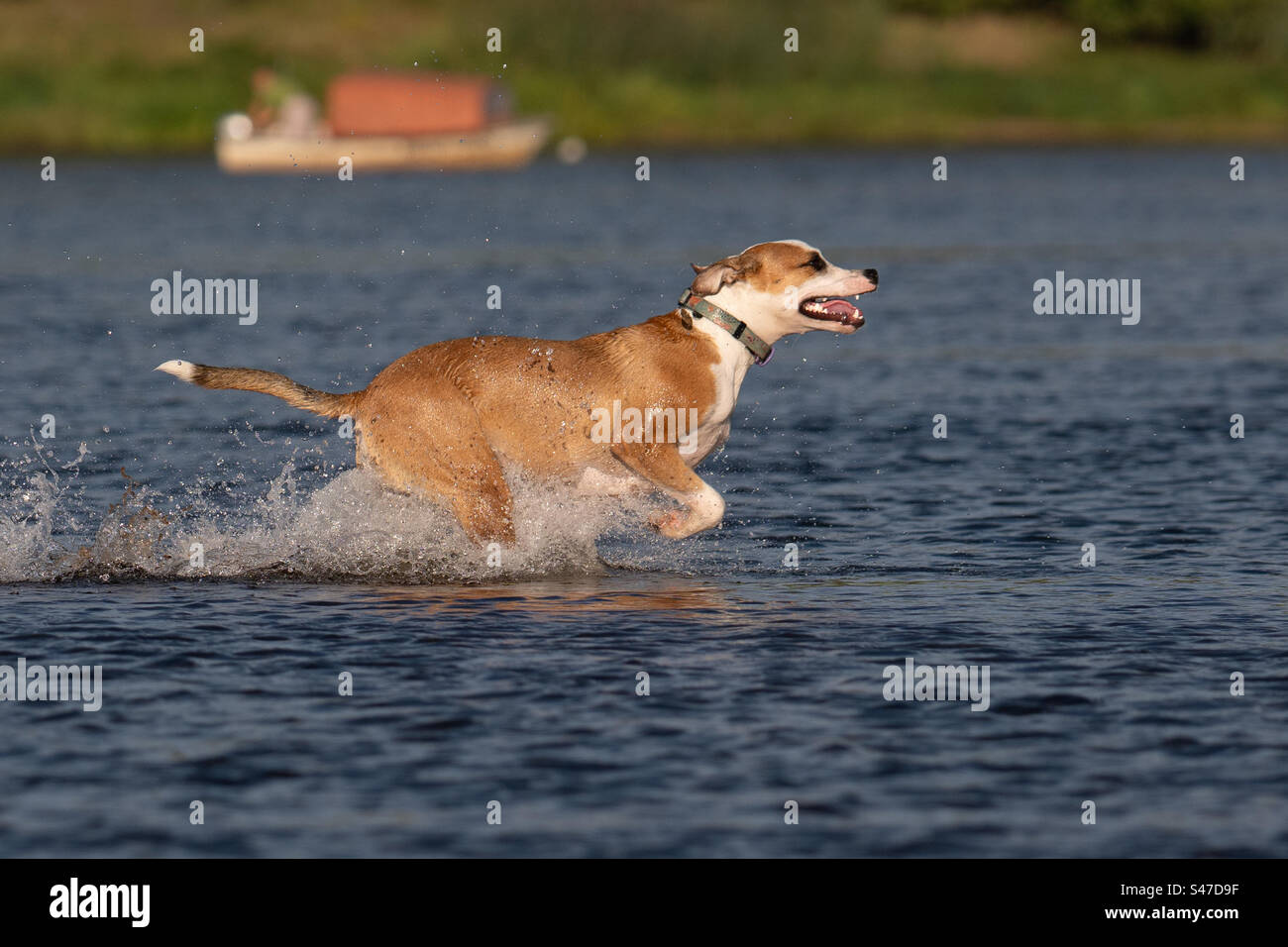 Hunde europa -Fotos und -Bildmaterial in hoher Auflösung – Alamy