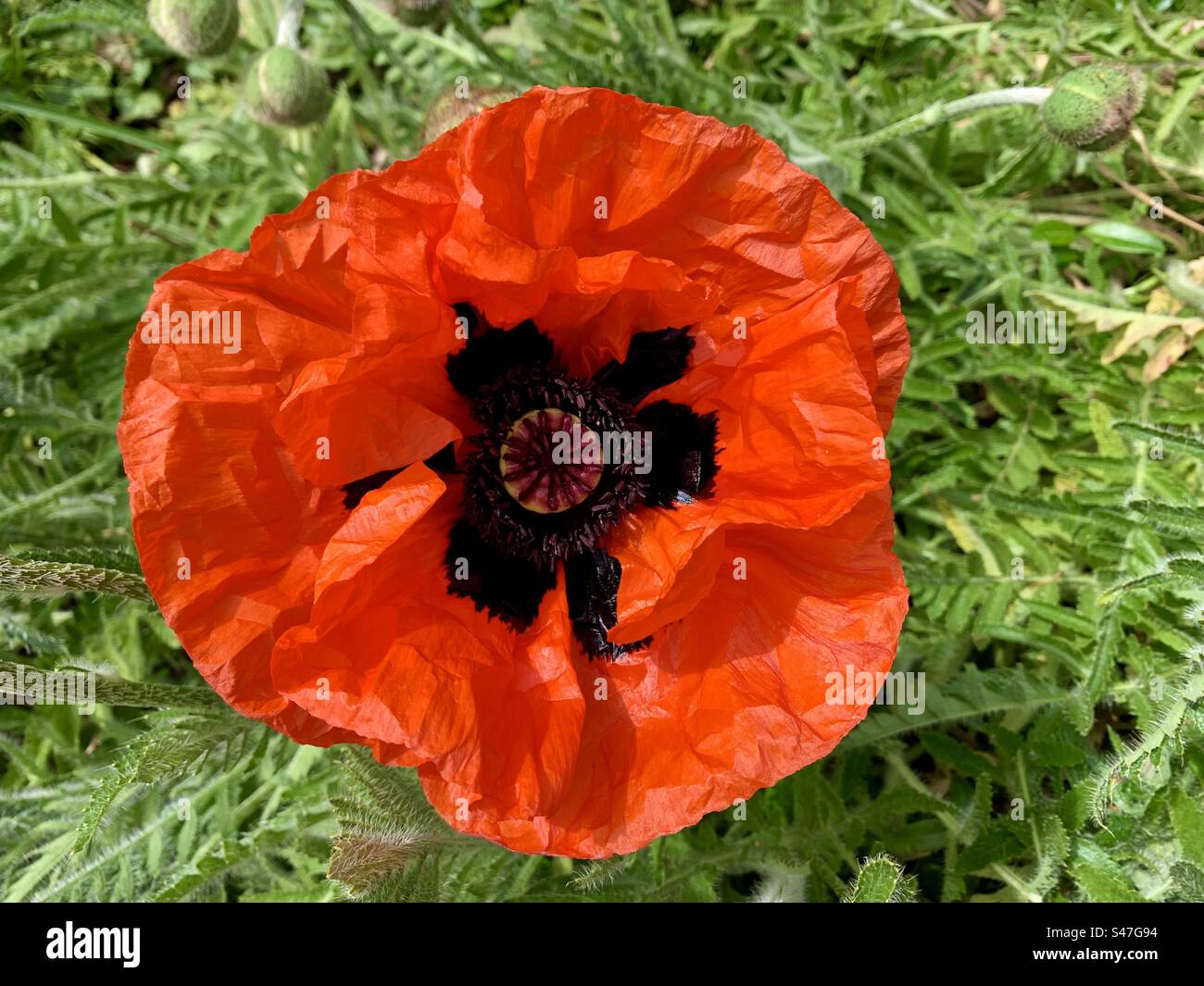 Roter riesiger orientalischer mohn -Fotos und -Bildmaterial in hoher ...