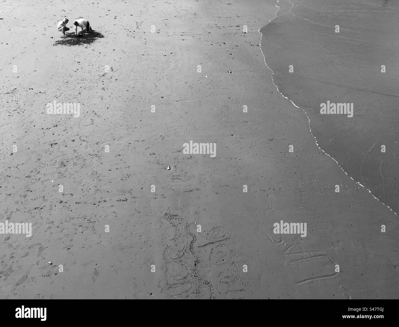 Familie von kleinen vögeln Schwarzweiß-Stockfotos und -bilder - Alamy