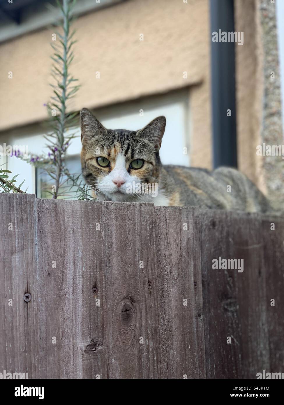 Katze chillen -Fotos und -Bildmaterial in hoher Auflösung – Alamy