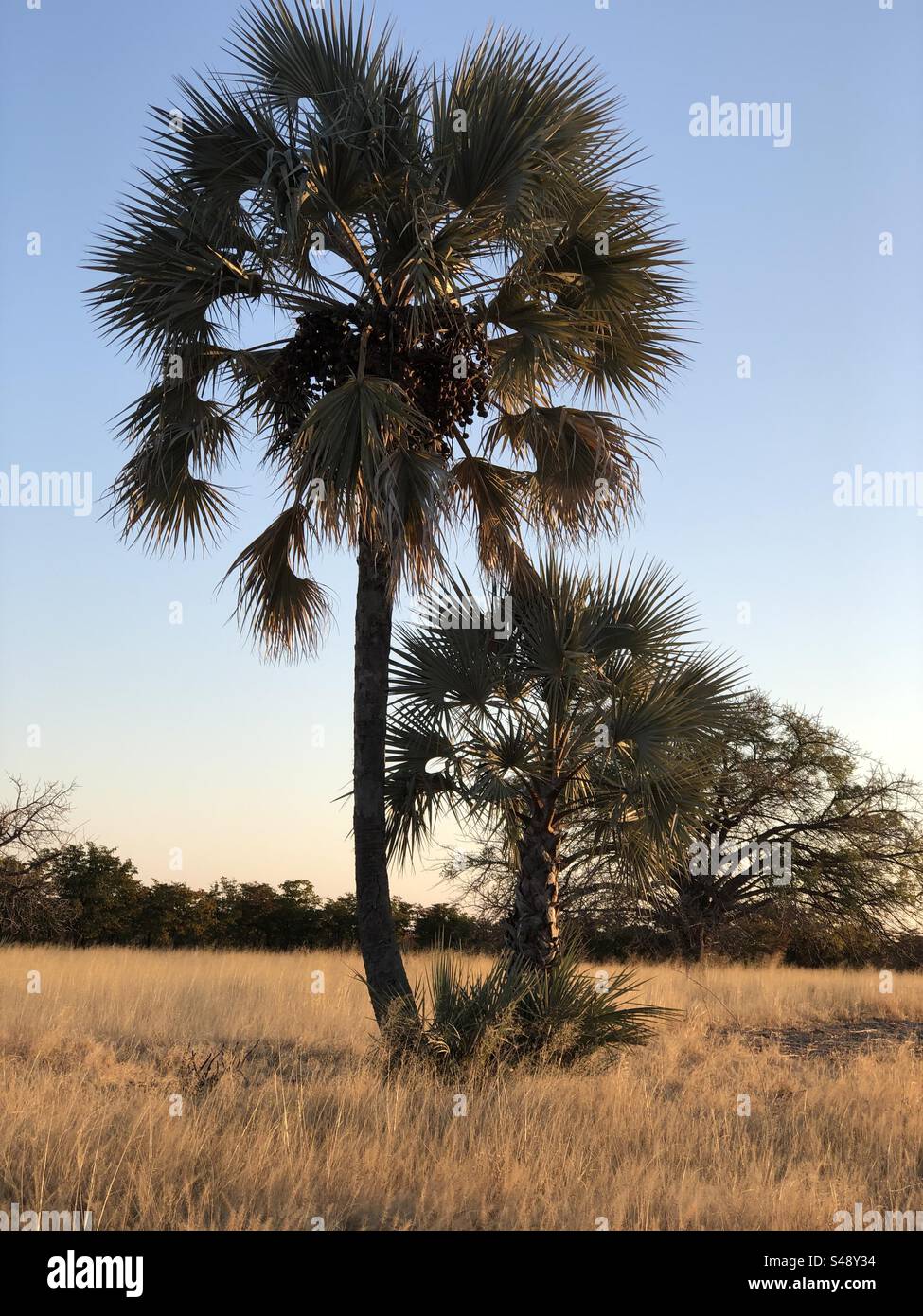 Makalani palme -Fotos und -Bildmaterial in hoher Auflösung – Alamy