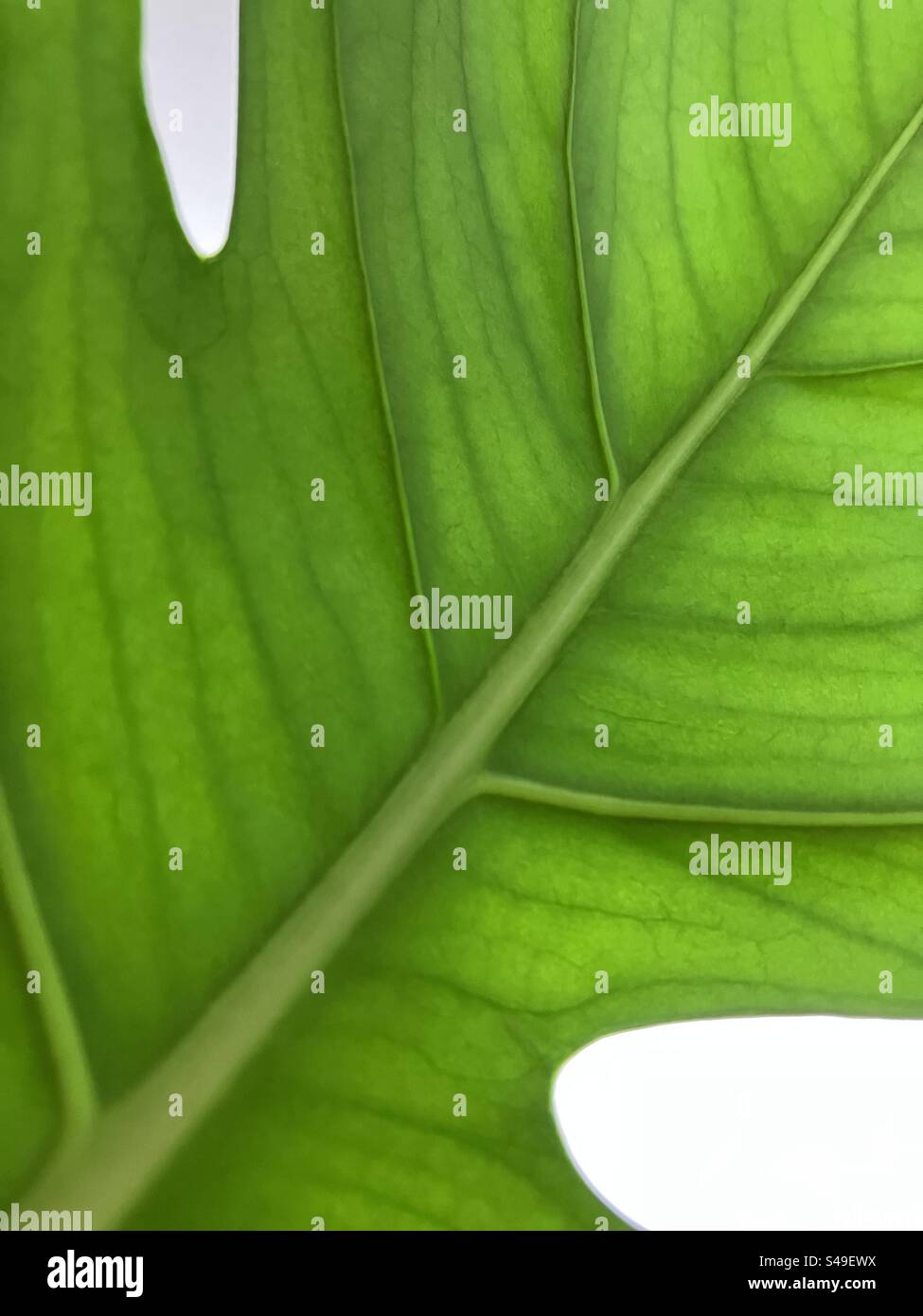 Monstera blatt -Fotos und -Bildmaterial in hoher Auflösung – Alamy