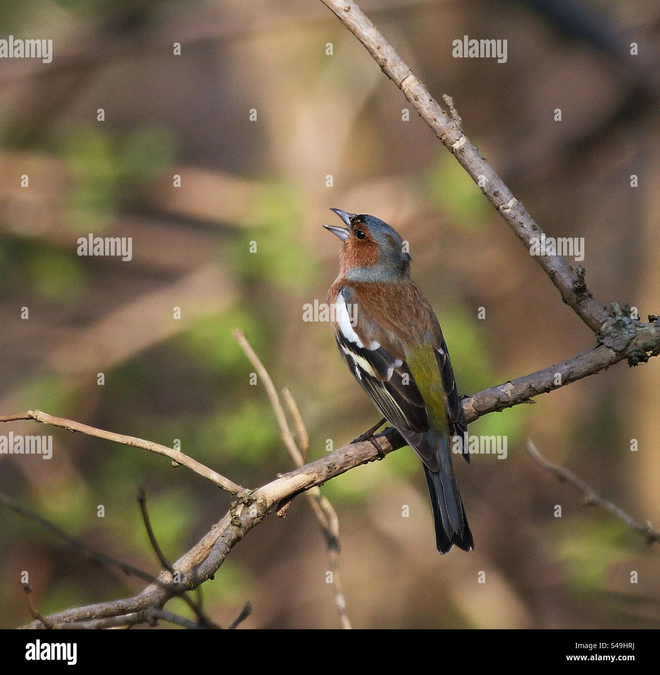 Vogel fink -Fotos und -Bildmaterial in hoher Auflösung – Alamy
