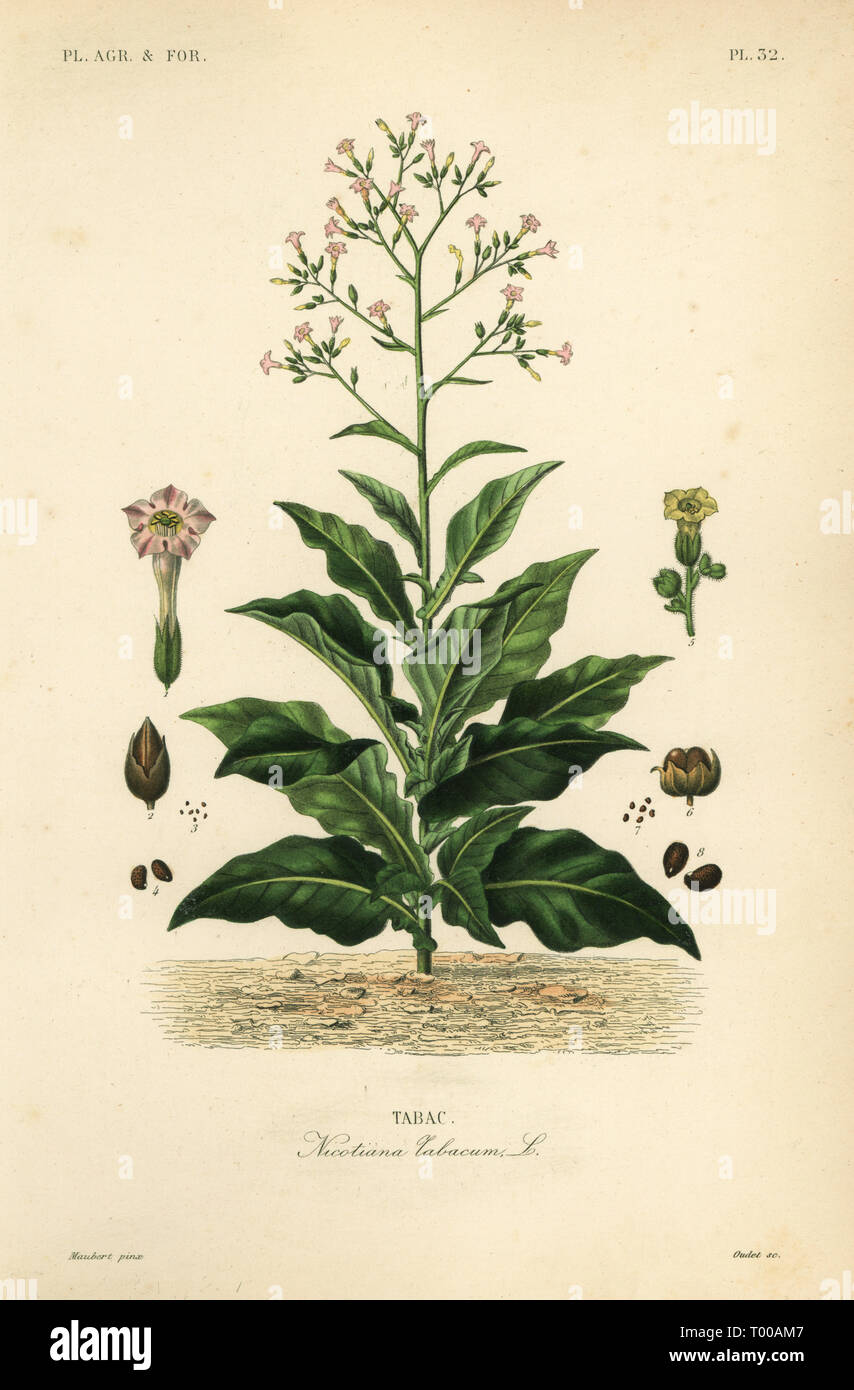 Tobacco plant nicotiana tabacum -Fotos und -Bildmaterial in hoher ...