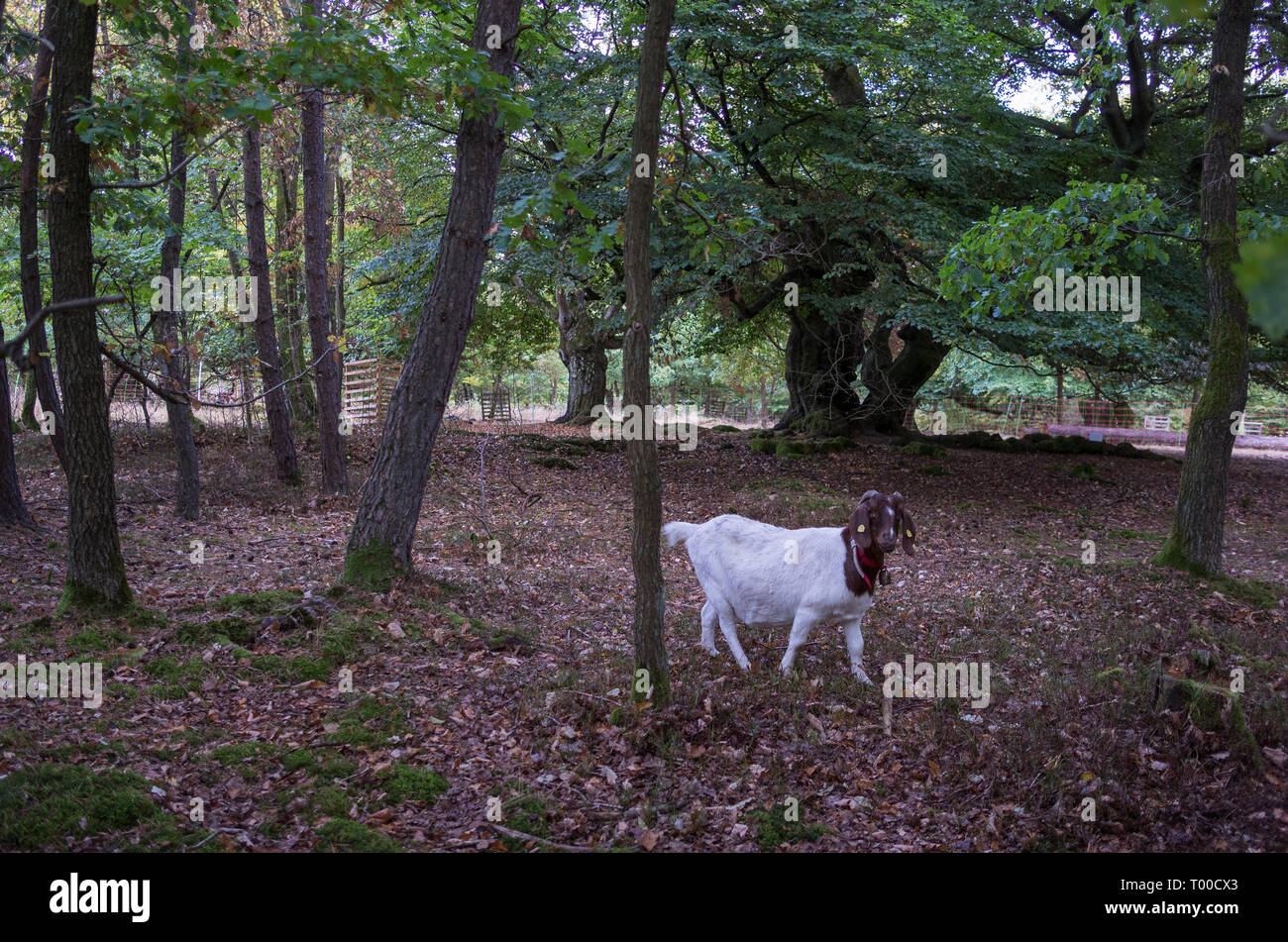 Geiss tier -Fotos und -Bildmaterial in hoher Auflösung – Alamy