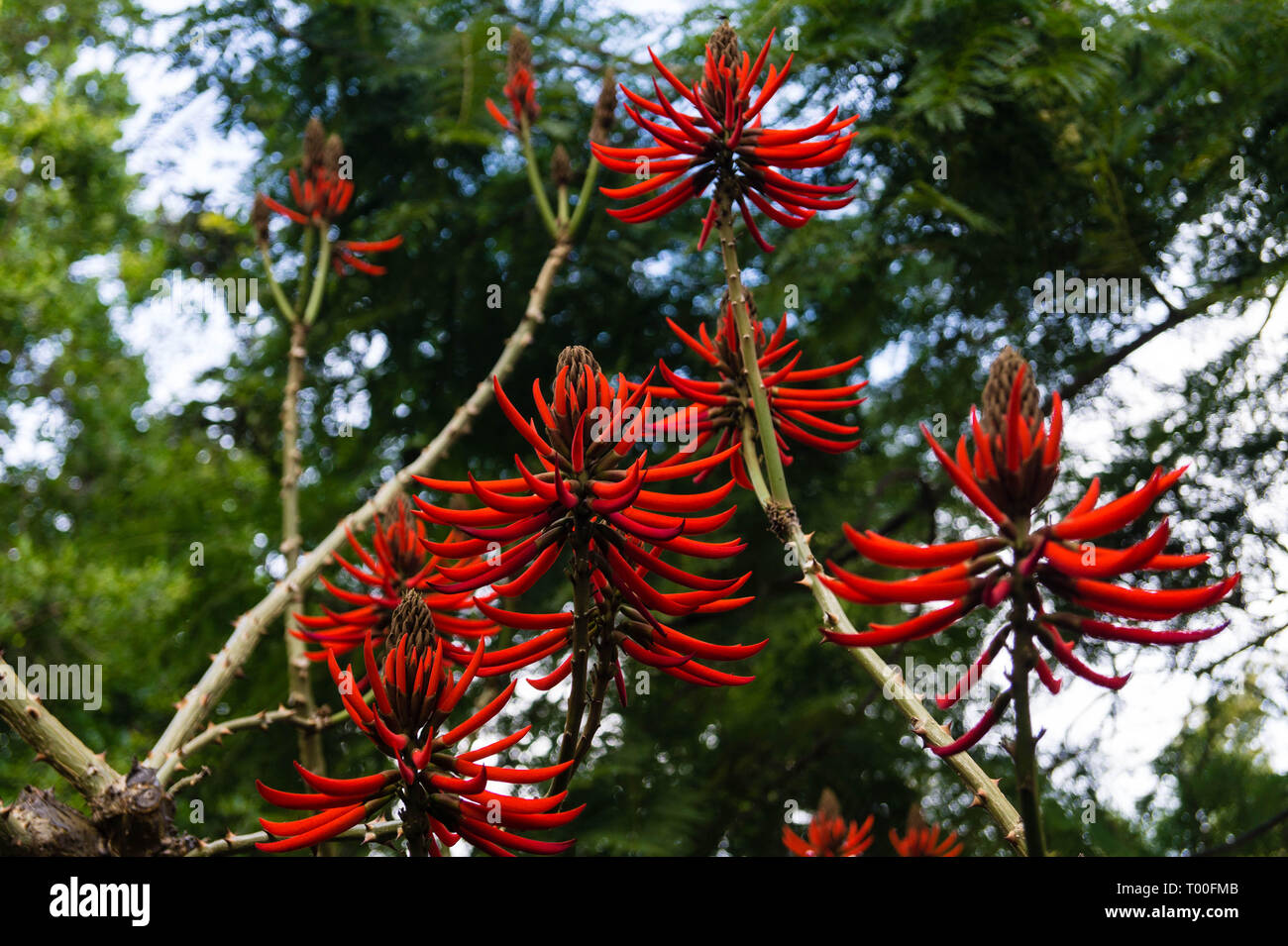 Erythrina speciosa -Fotos und -Bildmaterial in hoher Auflösung – Alamy