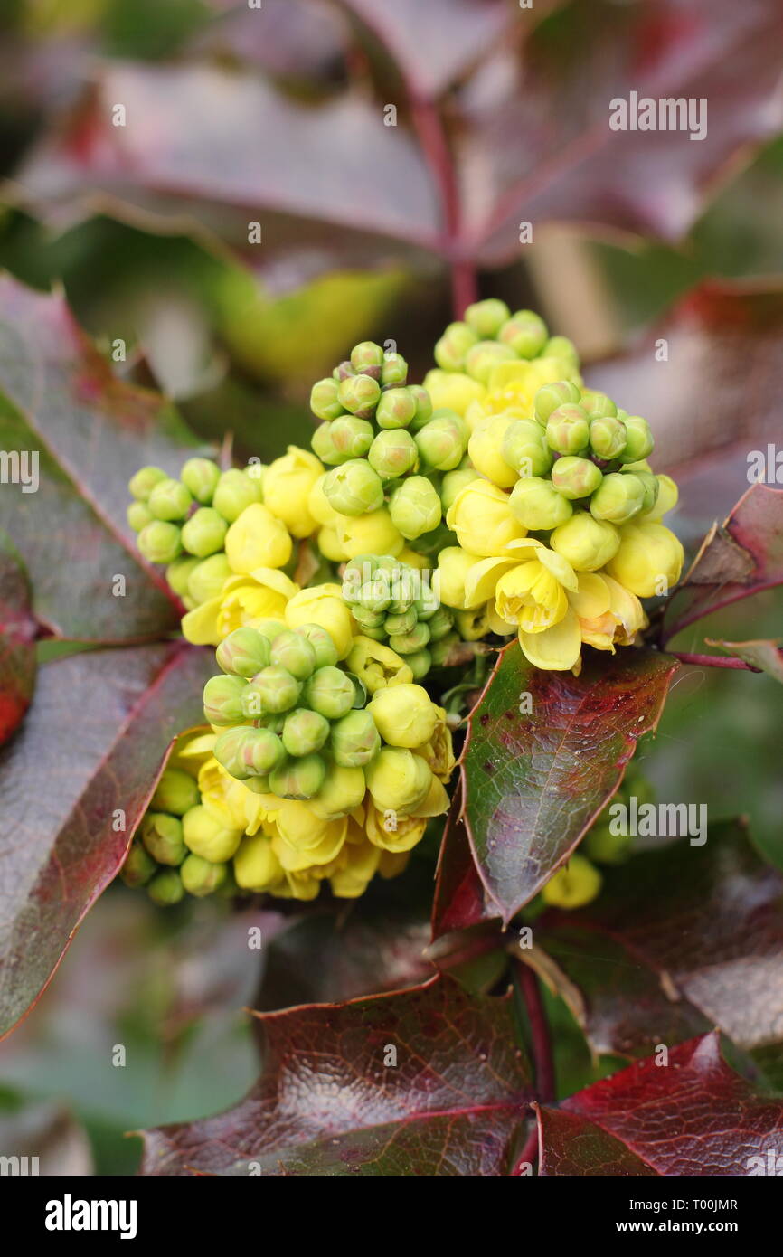 Mahonia aquifolium 'Apollo'. Blütenstände Dieser niedrig wachsender ...