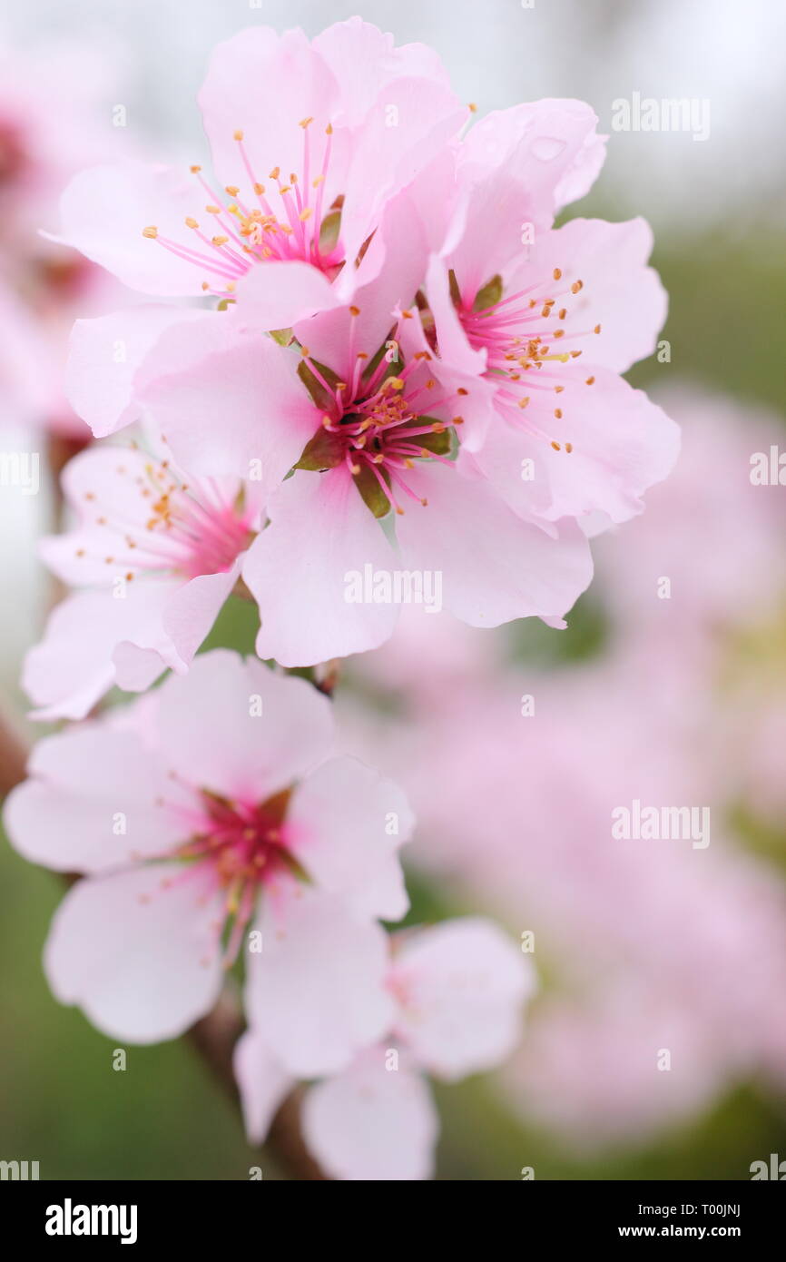 Prunus x persicoides ingrid -Fotos und -Bildmaterial in hoher Auflösung ...