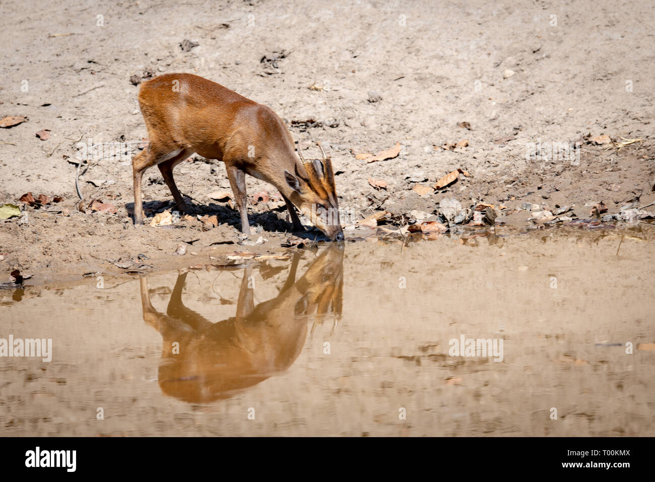 Rehe Im Wasser Stockfotos und -bilder Kaufen - Alamy
