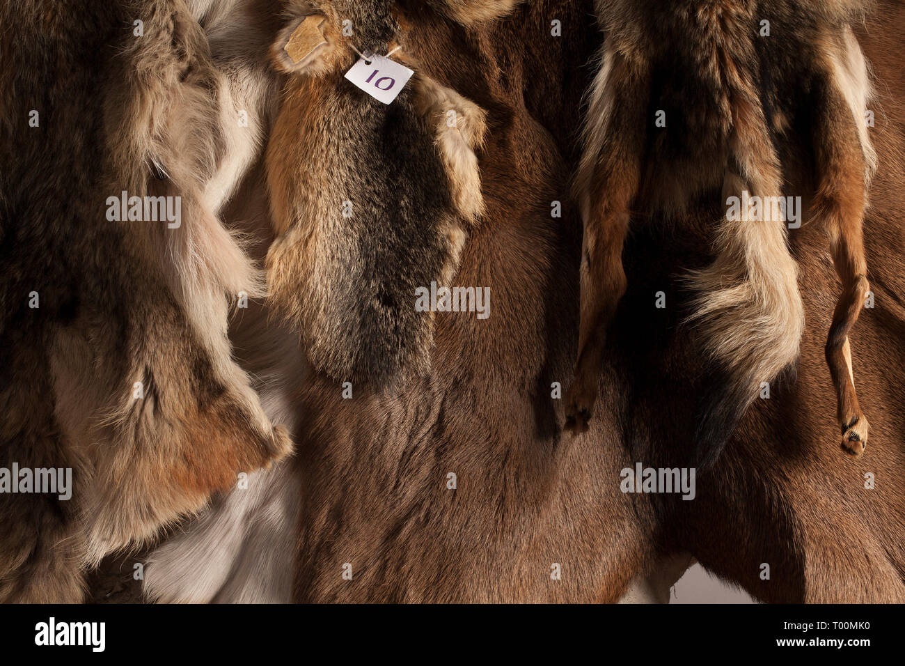 Animal hides -Fotos und -Bildmaterial in hoher Auflösung – Alamy