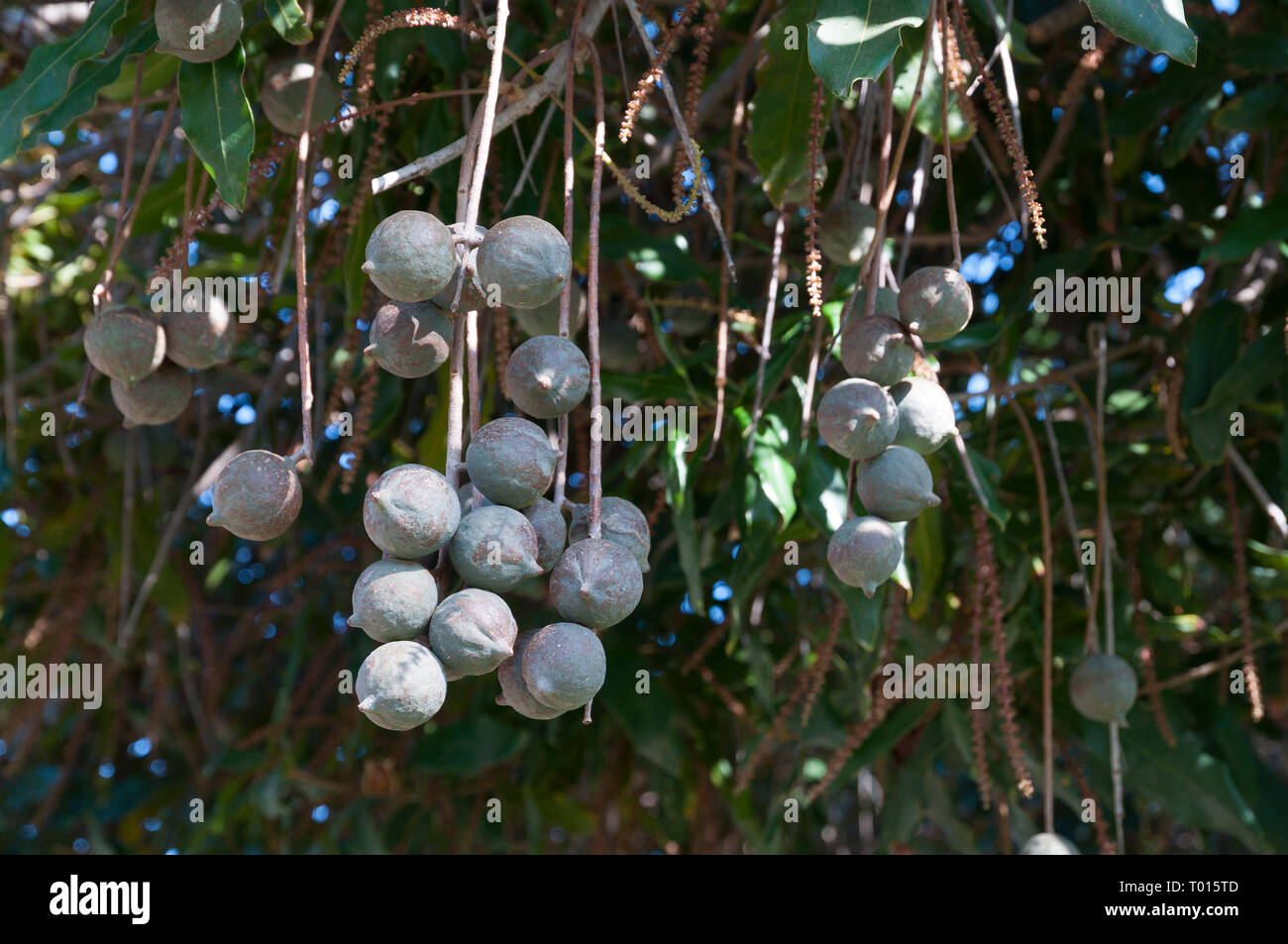 Queensland nuss -Fotos und -Bildmaterial in hoher Auflösung – Alamy