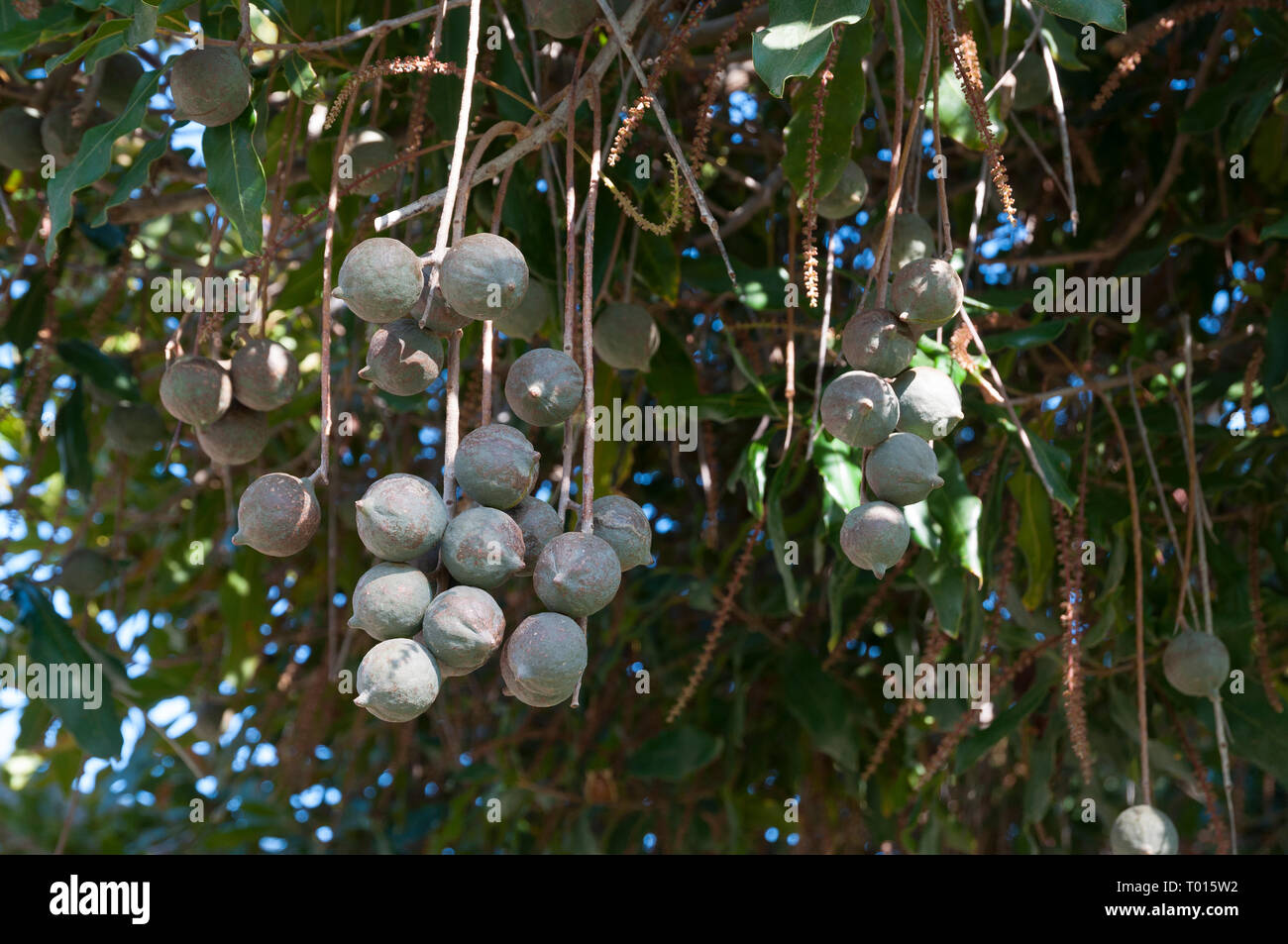 Macadamia nuts on the evergreen tree -Fotos und -Bildmaterial in hoher ...