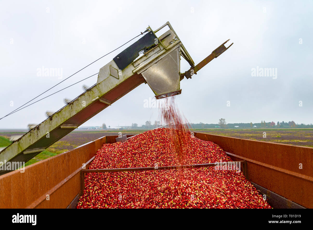 Britische farmen -Fotos und -Bildmaterial in hoher Auflösung – Alamy