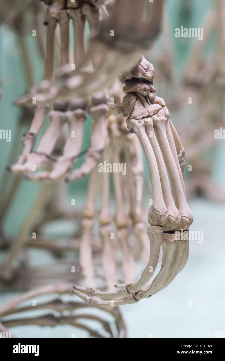 Menschliches Skelett Hand in einem naturhistorischen Museum ...