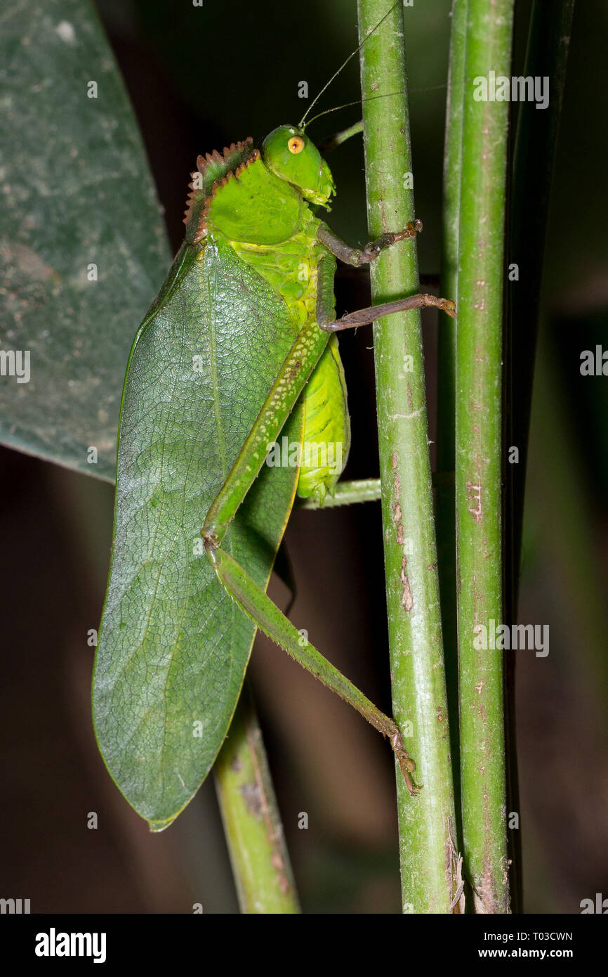 Insekt der osa halbinsel -Fotos und -Bildmaterial in hoher Auflösung ...