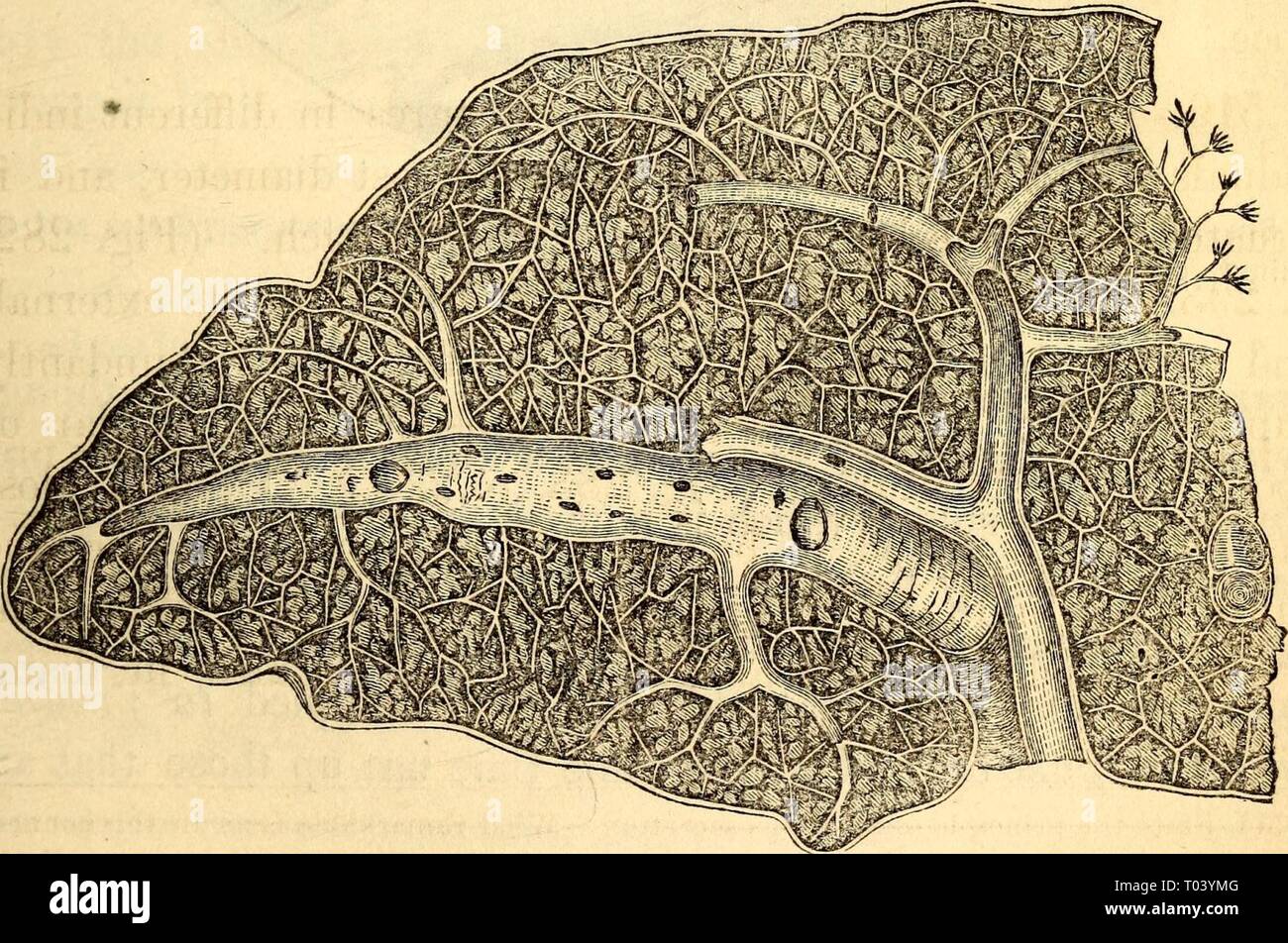 Arteria lienalis -Fotos und -Bildmaterial in hoher Auflösung – Alamy