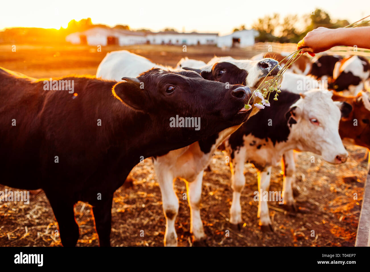 Glückliche bauer im feld mit kühen -Fotos und -Bildmaterial in hoher ...